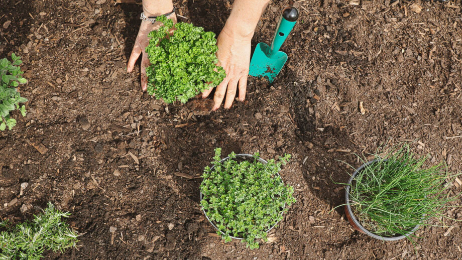 How to Plant, Grow, and Care for Lemon Thyme