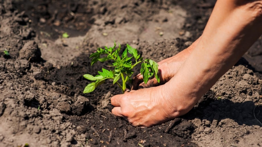 What's the Best Way to Transplant Tomatoes? 3 Methods Put to the Test