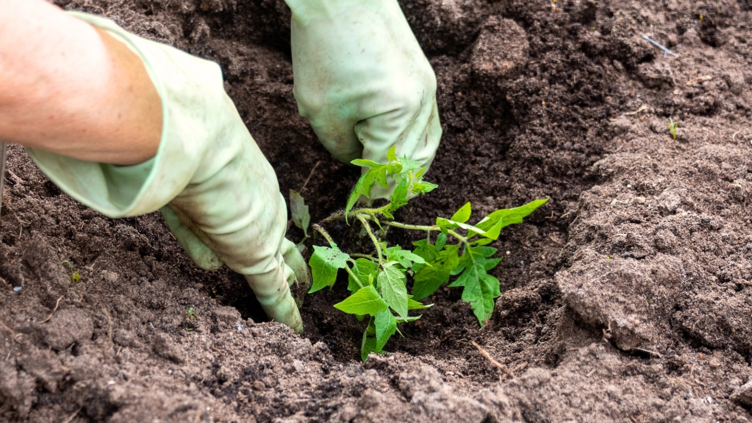 How to Plant, Grow, and Care for Heirloom Tomatoes