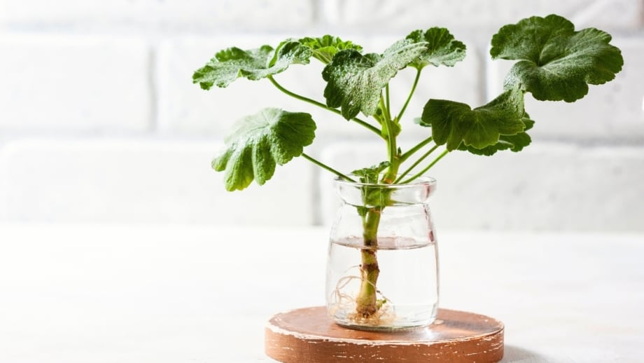 31 Popular Plants You Can Root In Water