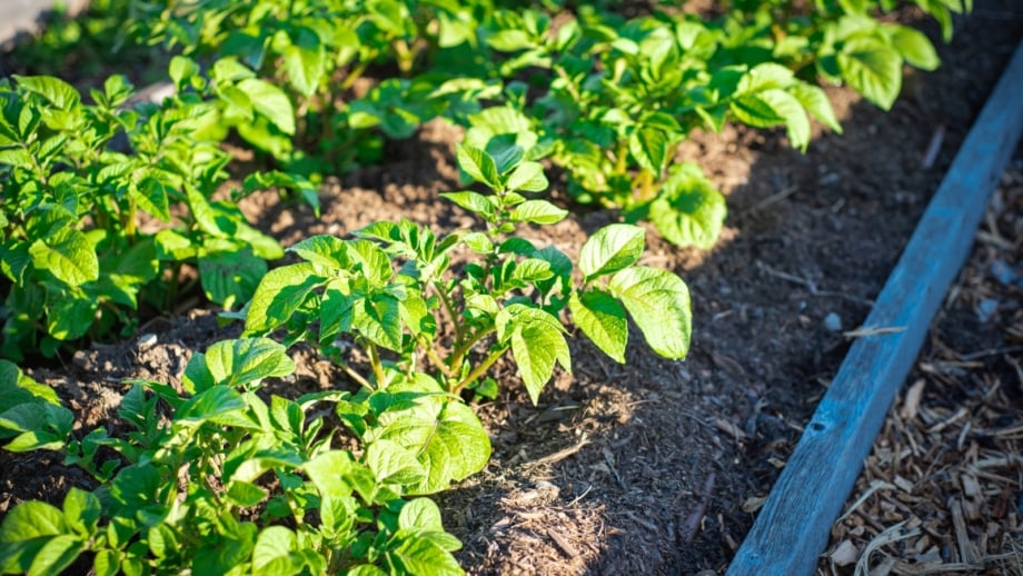 9 Tips for Growing Loads of Potatoes in Raised Beds