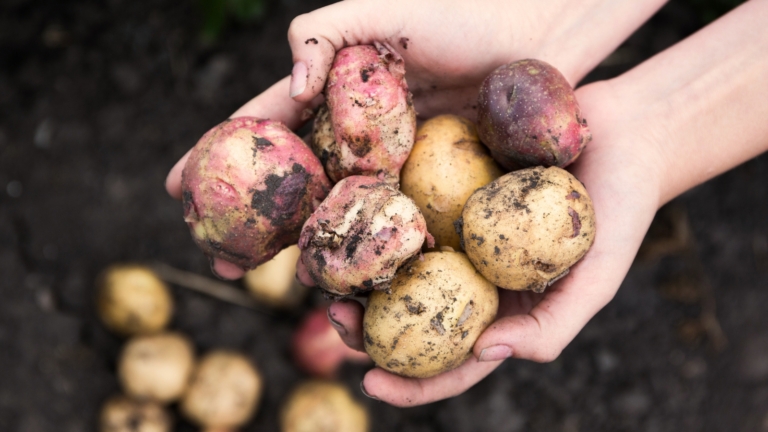 9 Tips for Growing Loads of Potatoes in Raised Beds