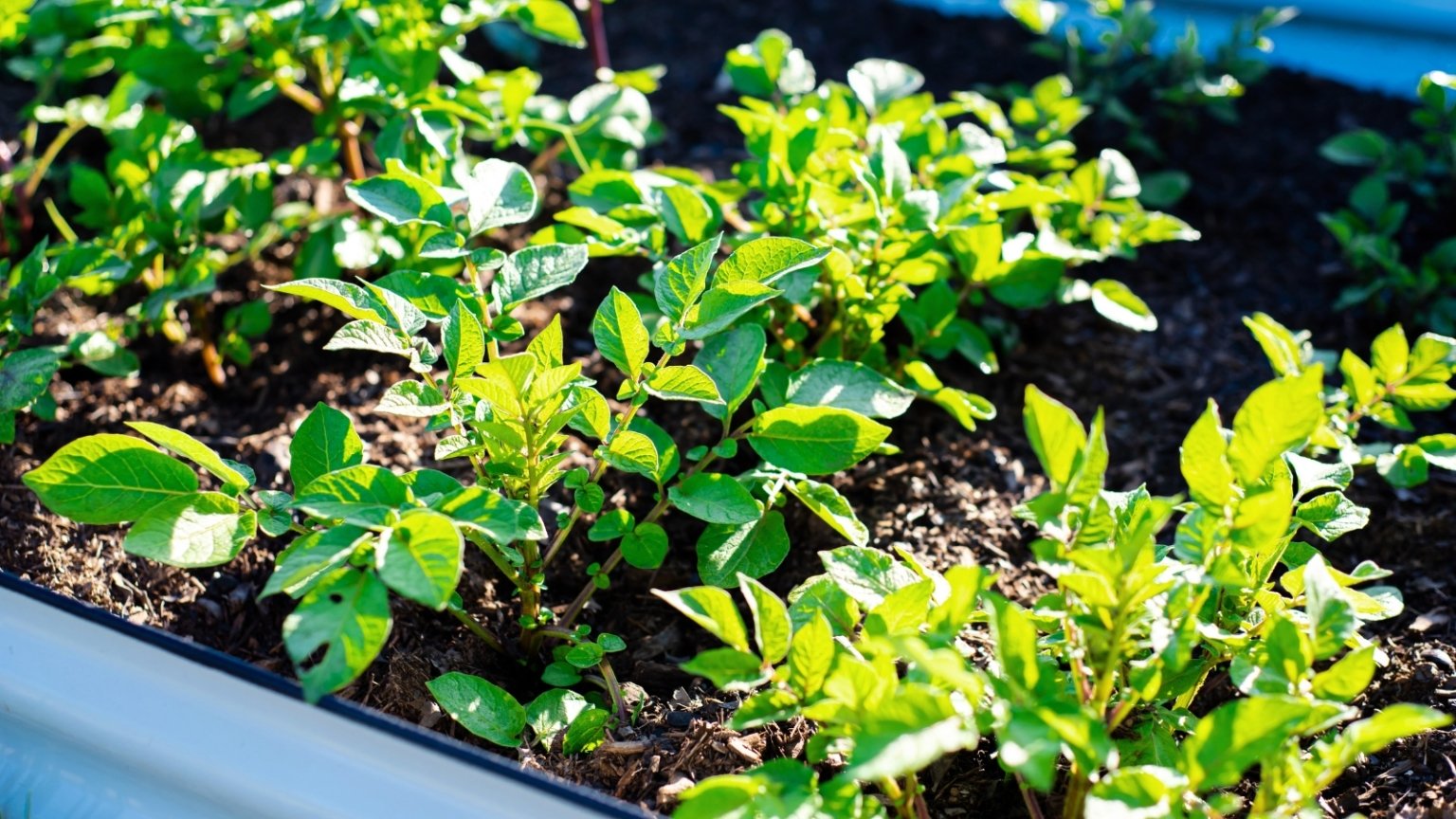 9 Tips for Growing Loads of Potatoes in Raised Beds