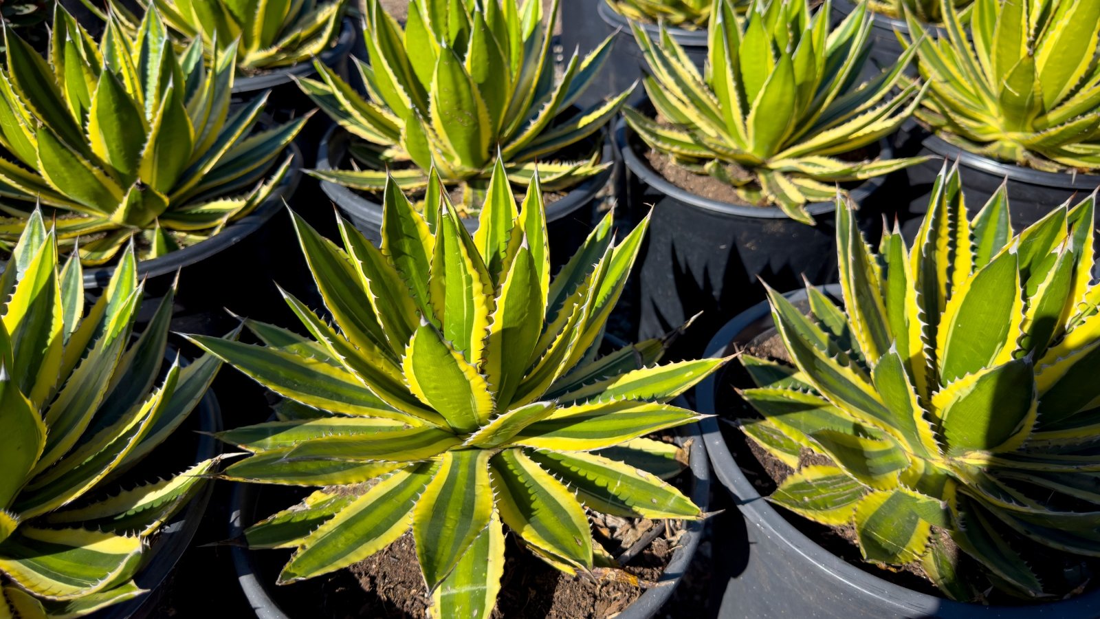 What Kind of Soil Does Agave Need?
