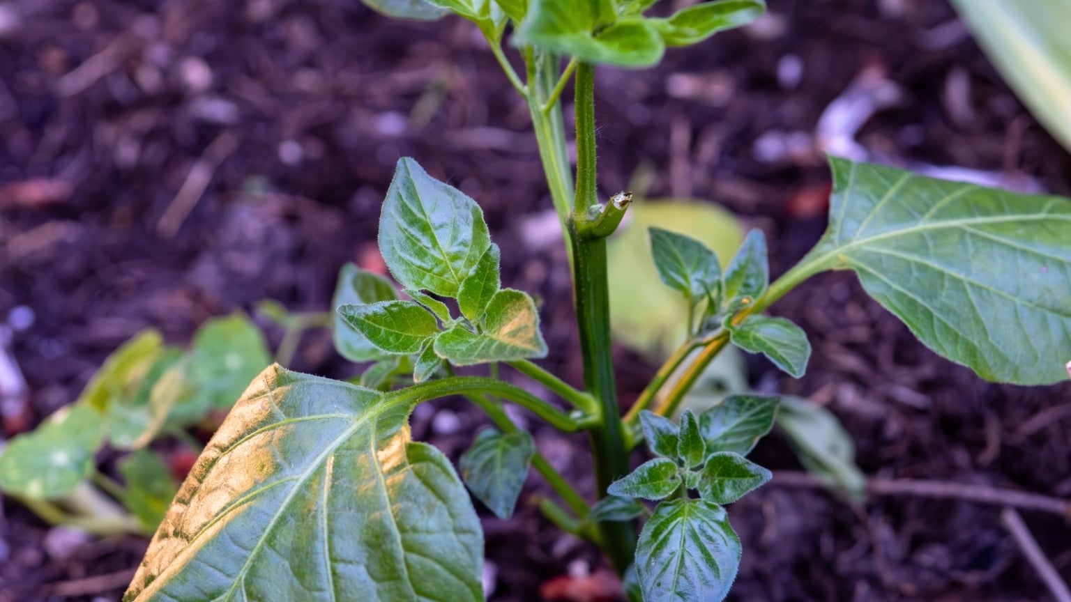 How to Prune Pepper Plants To Increase Your Harvest