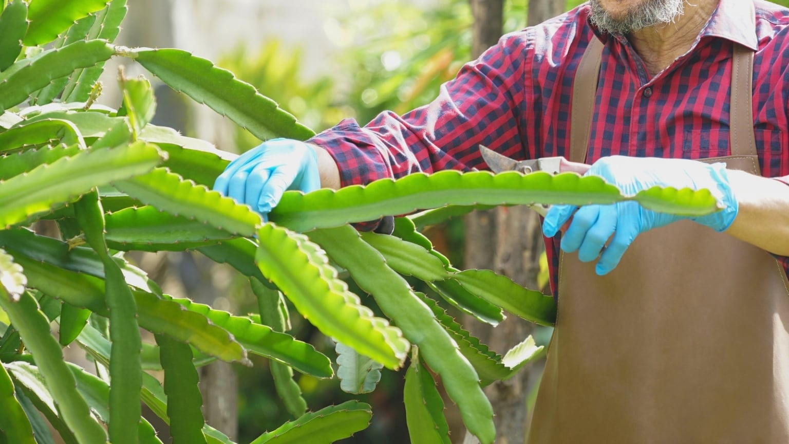 Complete Beginner's Guide to Growing Dragon Fruit