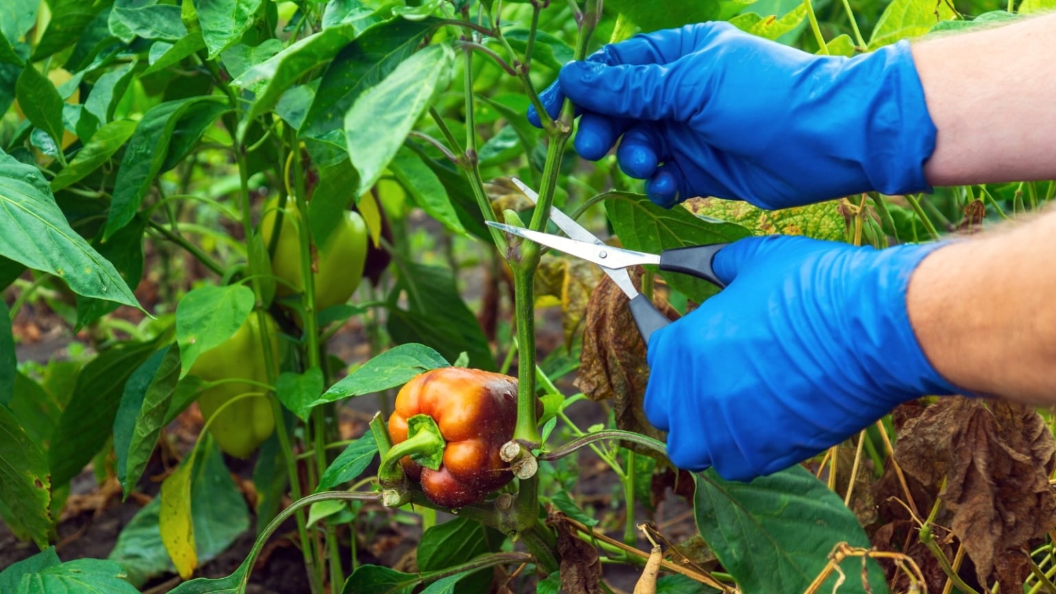 How to Prune Pepper Plants To Increase Your Harvest