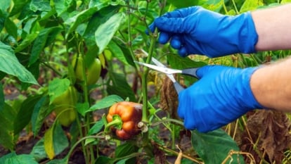 How to Prune Pepper Plants To Increase Your Harvest