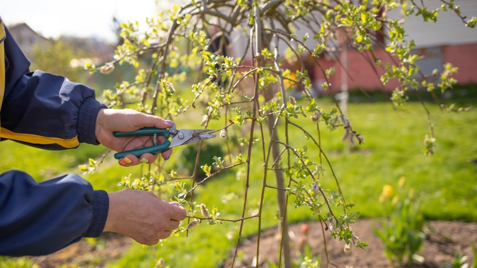 How to Plant, Grow, and Care For Willow Trees