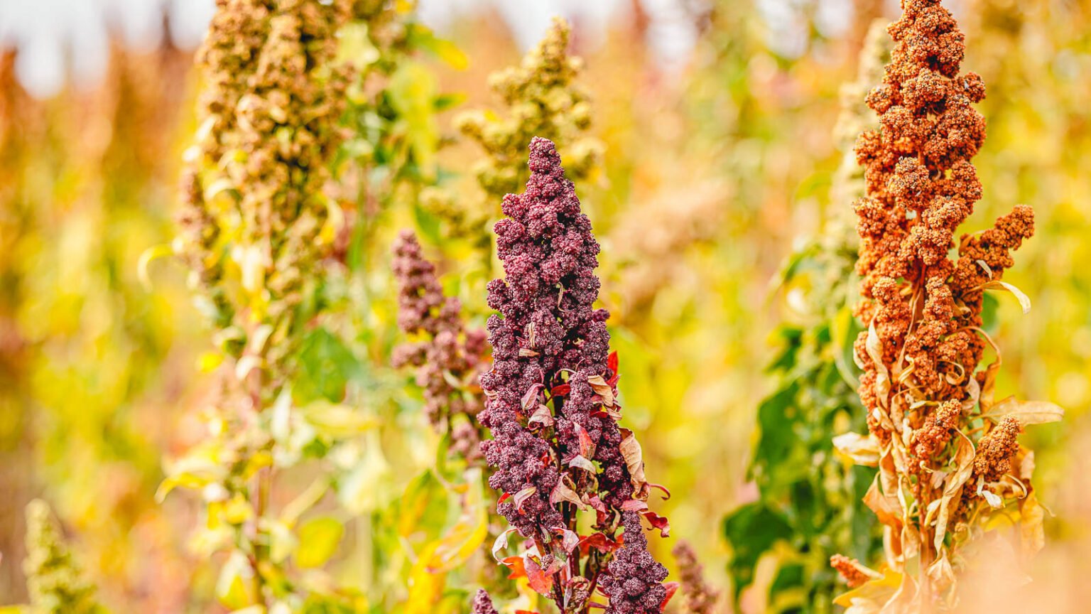 How to Plant, Grow, and Care for Quinoa