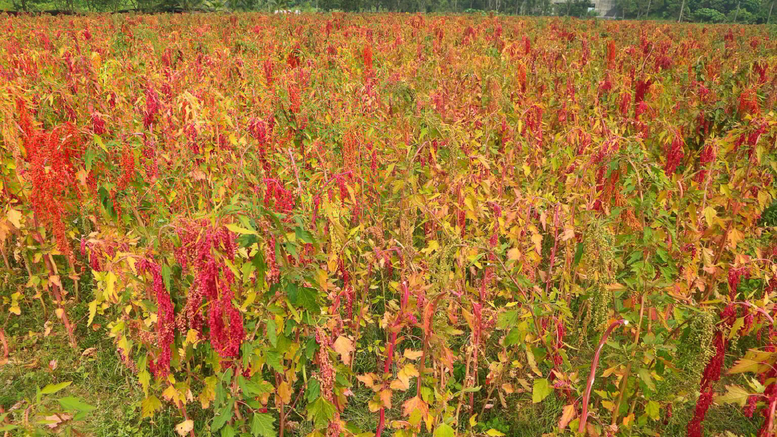 How to Plant, Grow, and Care for Quinoa