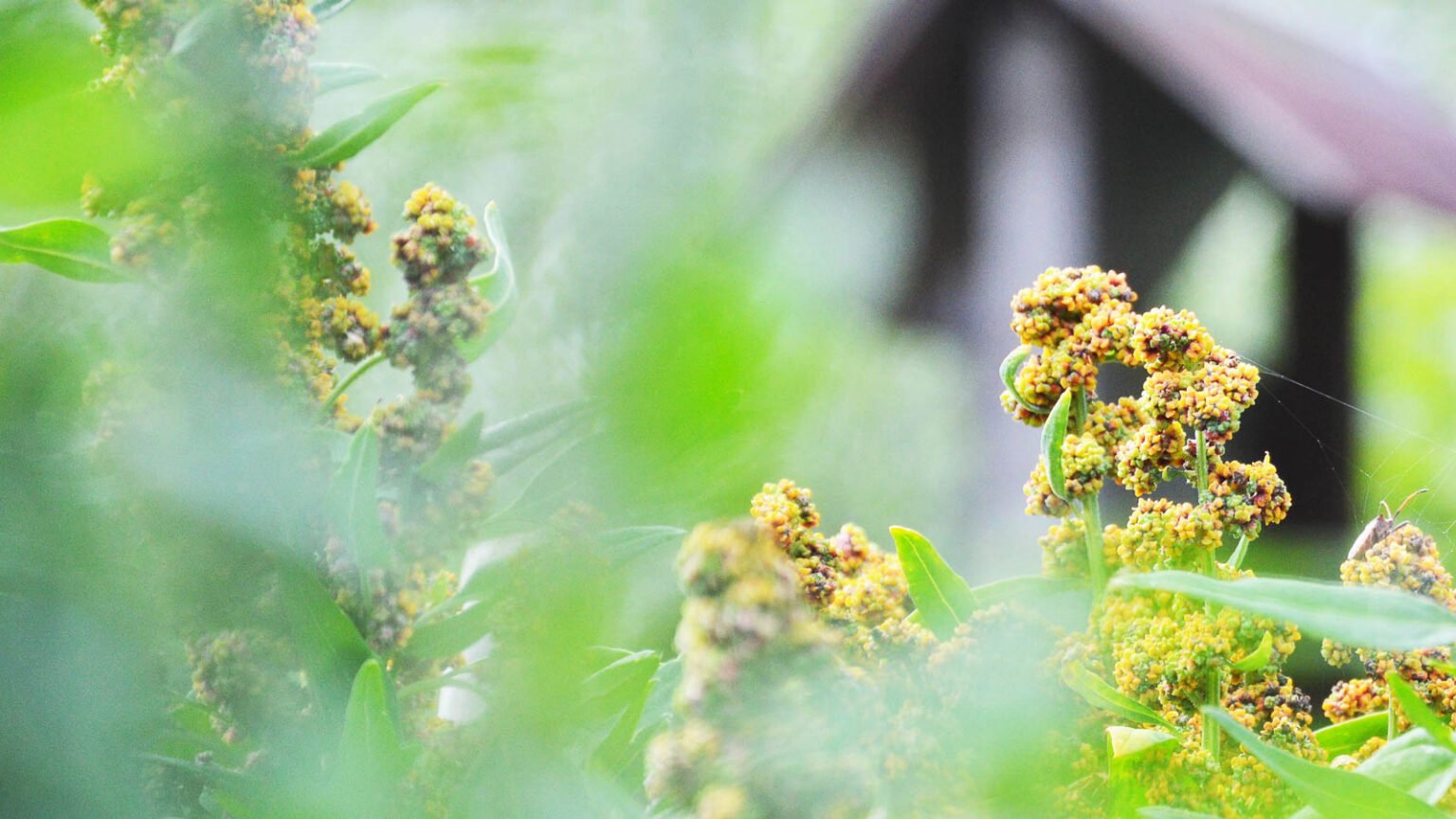 How to Plant, Grow, and Care for Quinoa