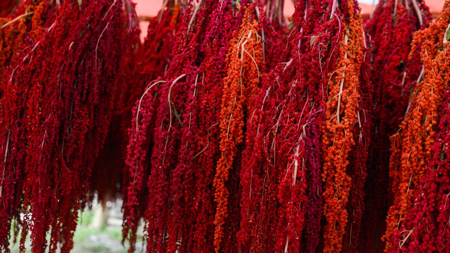 How to Plant, Grow, and Care for Quinoa