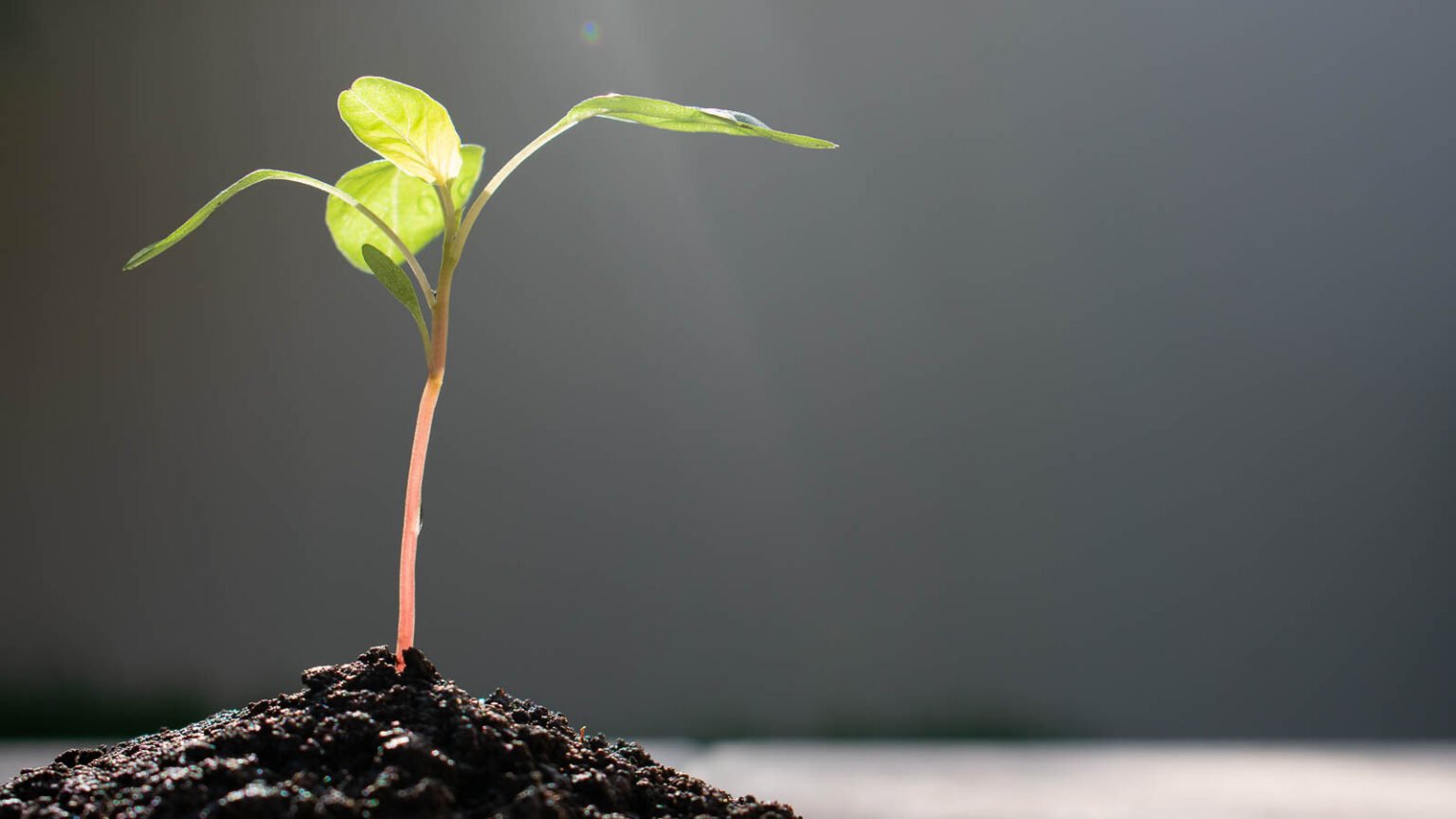 How to Plant, Grow, and Care for Quinoa