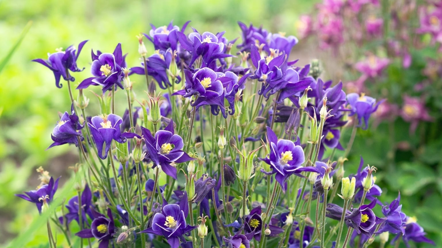 21 Best Shade Plants for Raised Beds