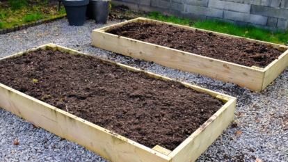 A Comprehensive Guide to Growing Blueberries in Raised Beds