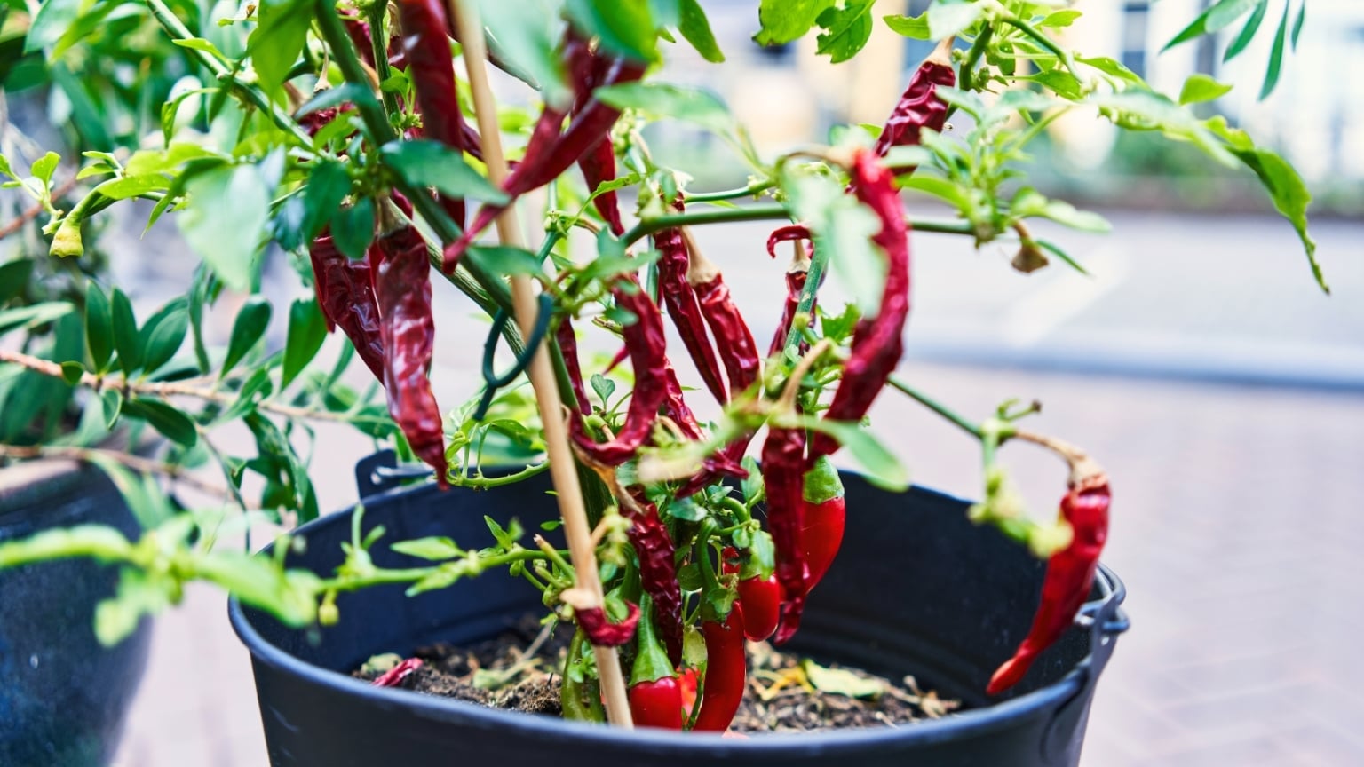 How Far Apart Should You Space Pepper Plants?