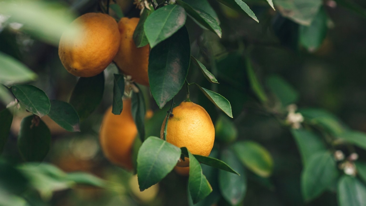 15 Fruit Trees That Thrive in Florida Gardens