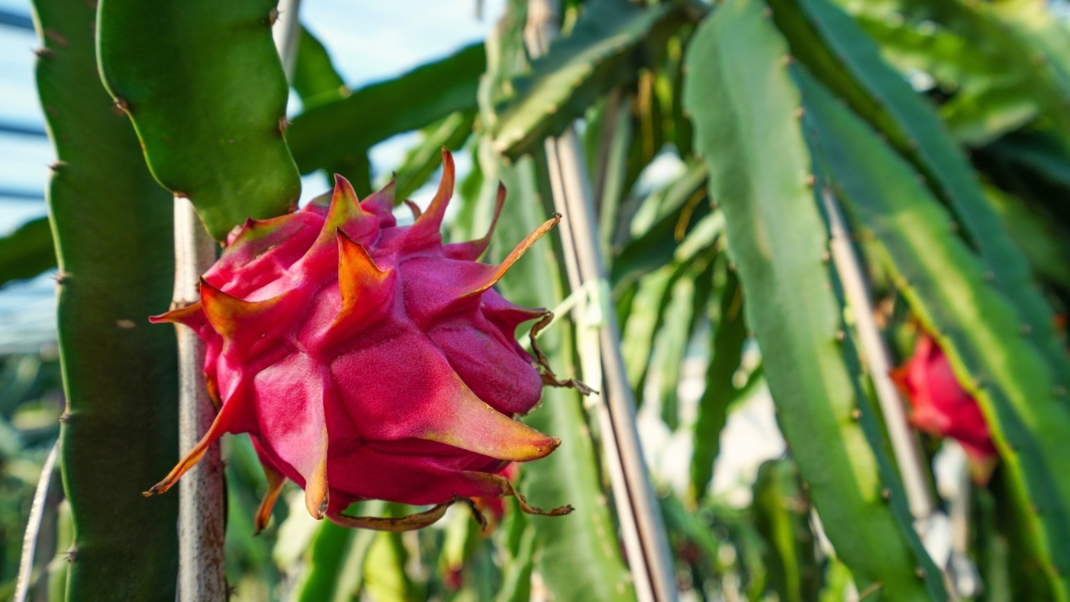 Complete Beginner's Guide to Growing Dragon Fruit