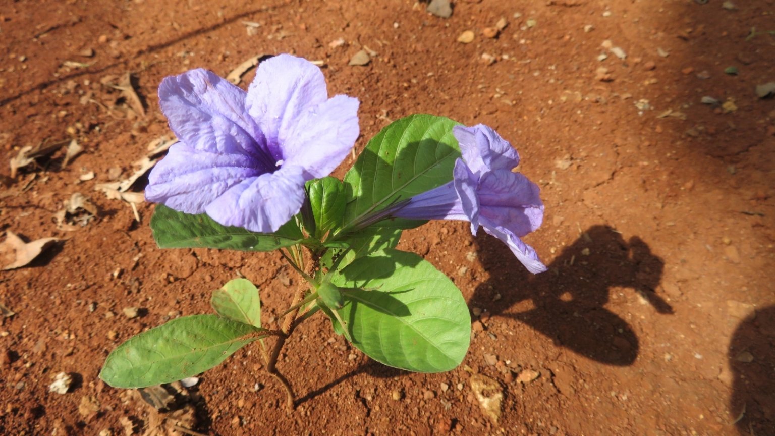 How to Plant, Grow, and Care For Wild Petunias