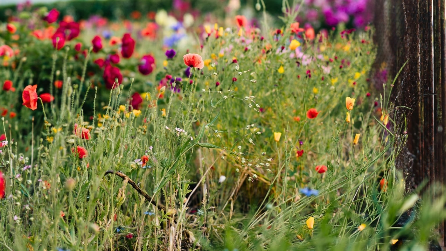 How to Convert Your Lawn Into a Flowering Meadow