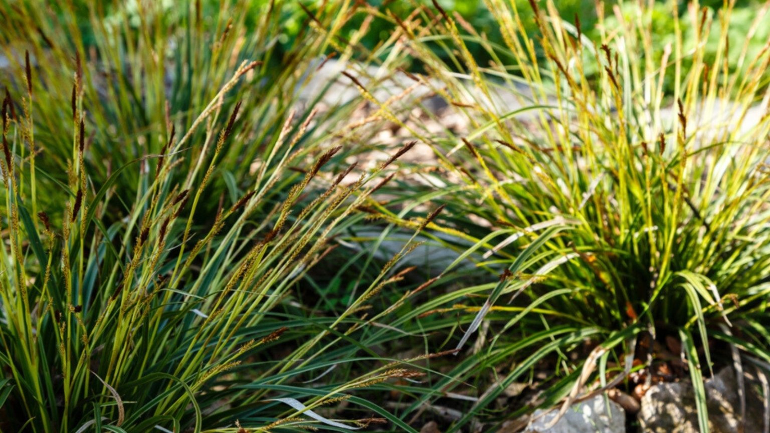 19 Sedge Varieties for Your Garden