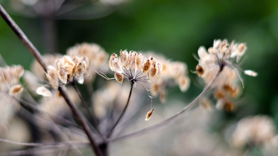 How to Plant, Grow, and Care For Angelica
