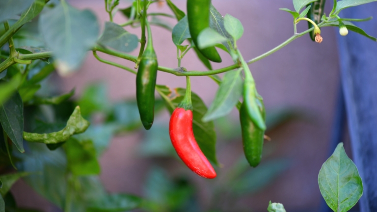 How to Plant, Grow, and Care for Serrano Peppers