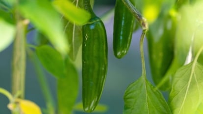 How to Plant, Grow, and Care for Serrano Peppers