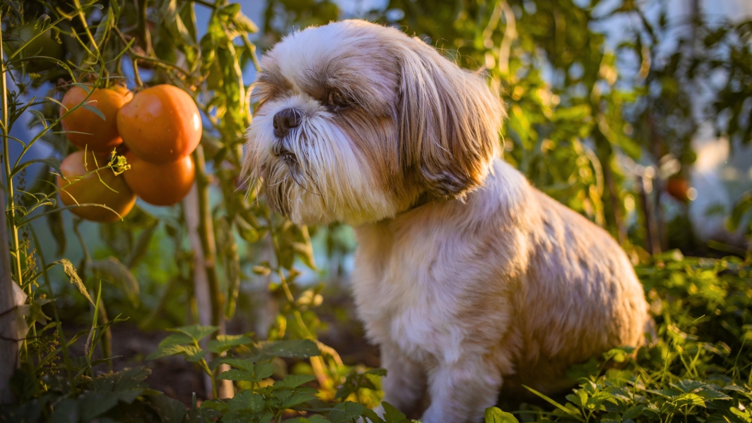Are Tomato Plants Toxic To Dogs and Cats?