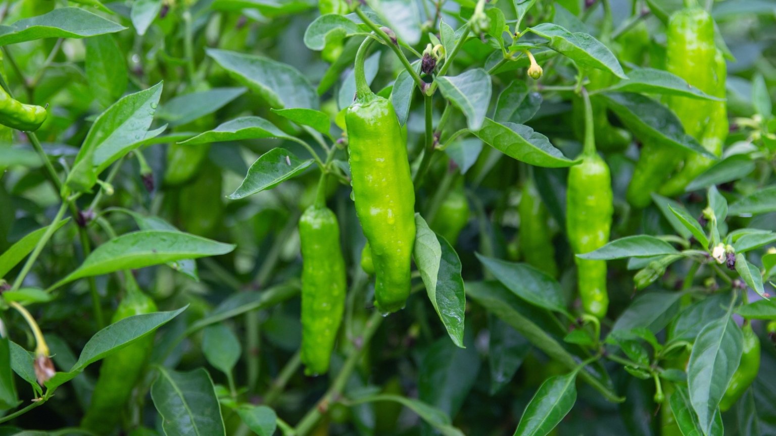 How to Plant, Grow, and Care for Shishito Peppers