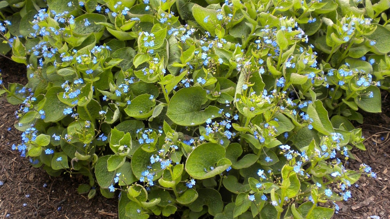 How to Plant, Grow, and Care for Brunnera