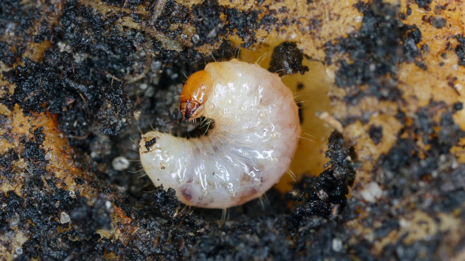 How to Identify and Control Strawberry Root Weevil