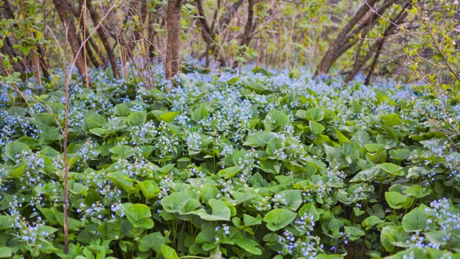 How to Plant, Grow, and Care for Brunnera