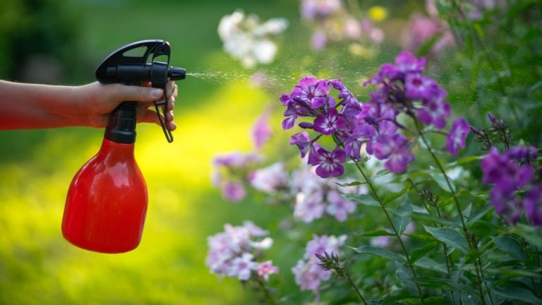 Pyrethrin Pros and Cons: How to Use it Safely