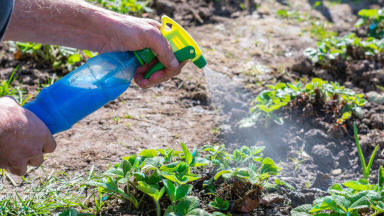 How to Identify and Control Strawberry Root Weevil