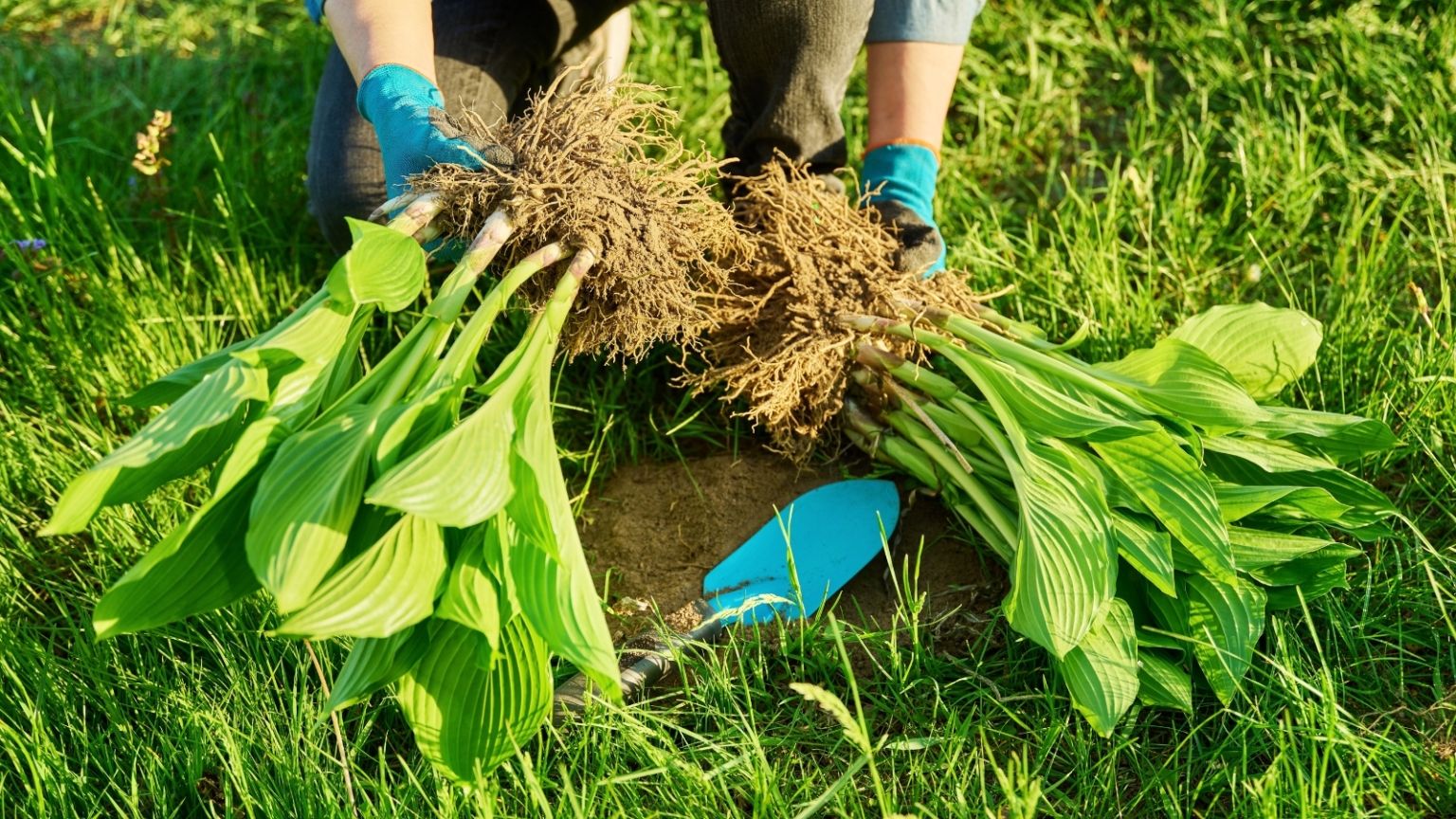 How to Divide Perennial Plants