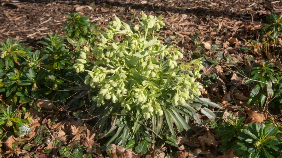 How to Plant, Grow, and Care for Helleborus Foetidus