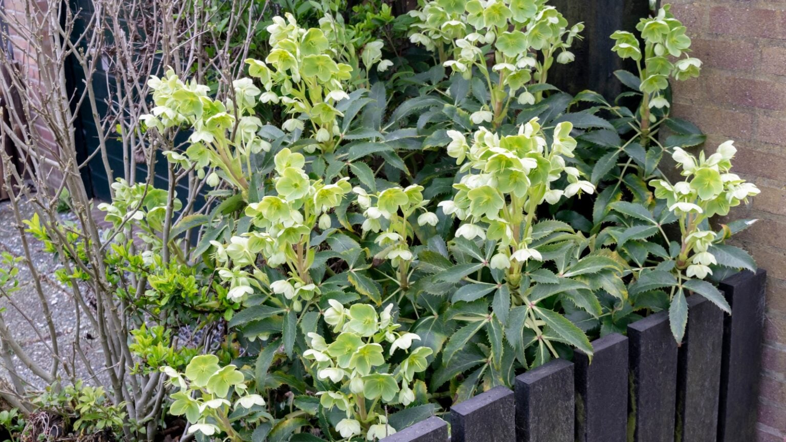 How to Plant, Grow, and Care for Helleborus Foetidus
