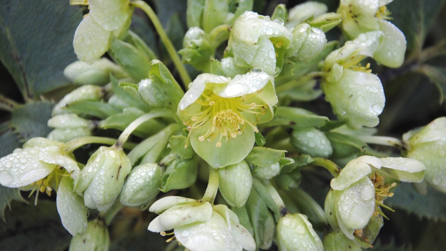 How to Plant, Grow, and Care for Helleborus Foetidus