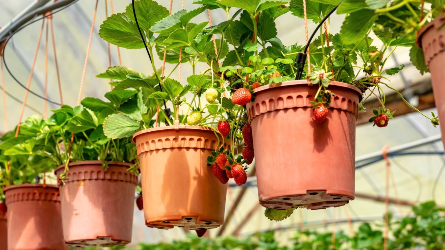 How to Grow Strawberries in Hanging Baskets
