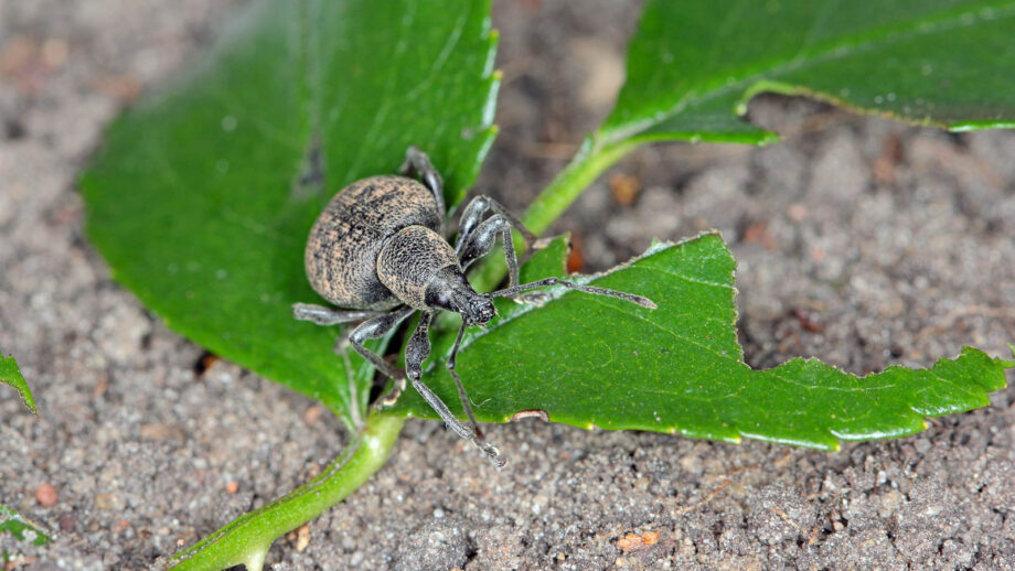 How to Identify and Control Strawberry Root Weevil