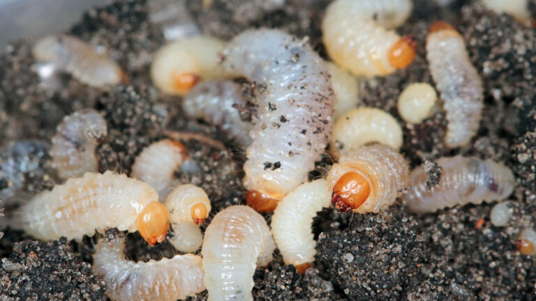 How to Identify and Control Strawberry Root Weevil