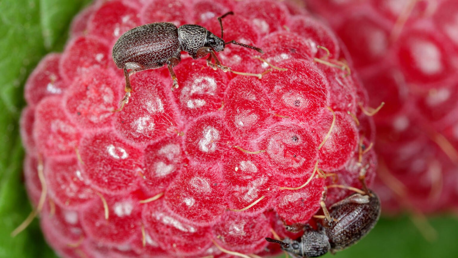 How to Identify and Control Strawberry Root Weevil