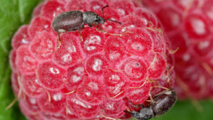 How to Identify and Control Strawberry Root Weevil