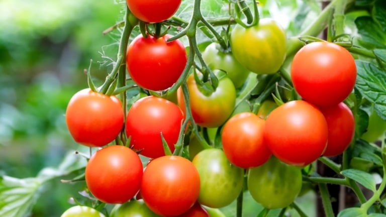 13 Tips for the Sweetest, Most Flavorful Tomatoes