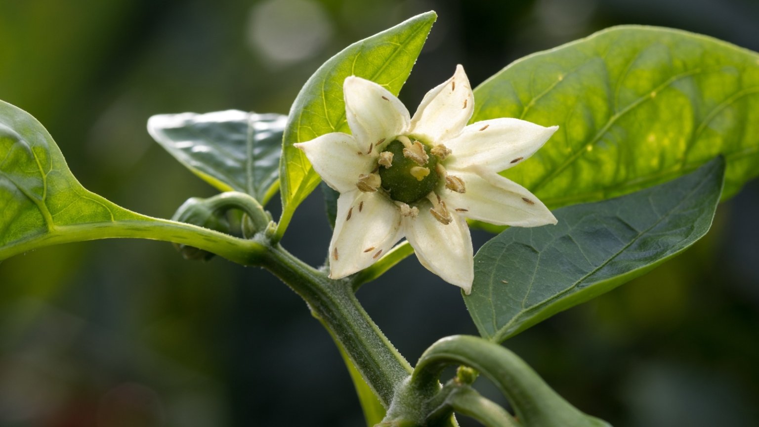 What's Eating My Pepper Plant? Pepper Pests