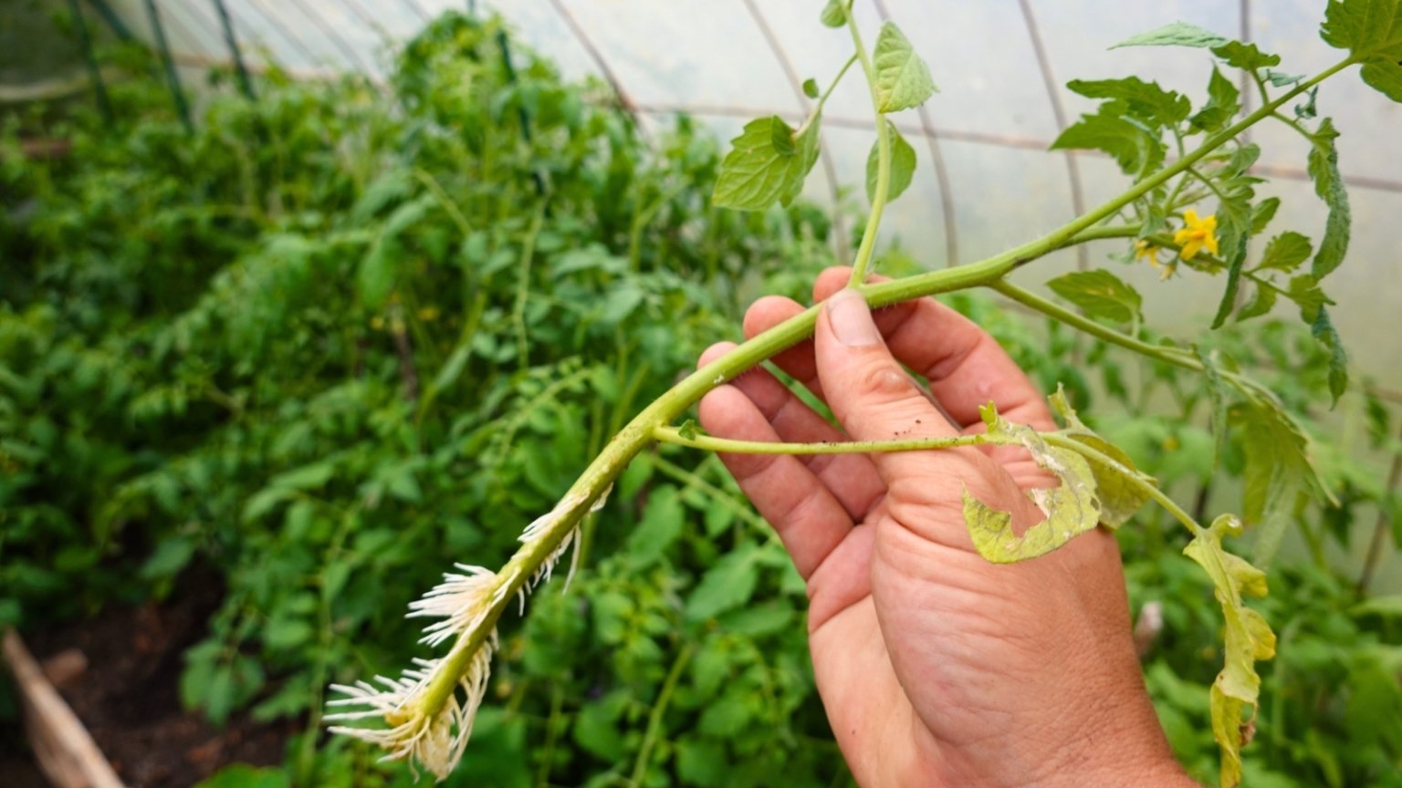 How to Plant, Grow, and Care for Heirloom Tomatoes