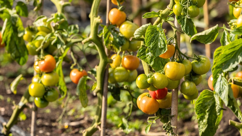 How to Plant, Grow, and Care for Heirloom Tomatoes