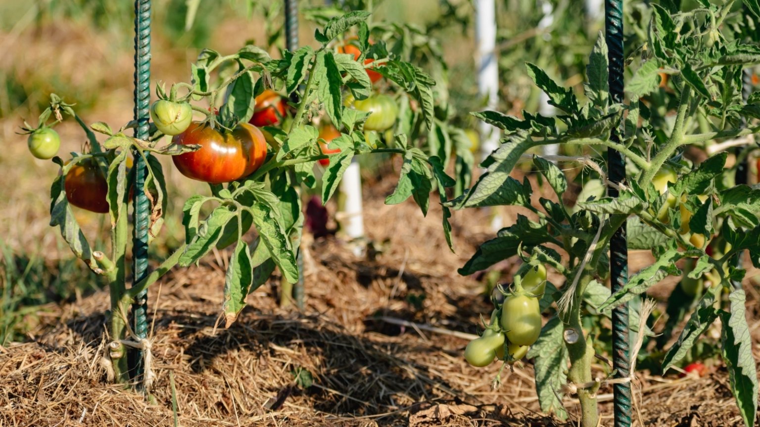 13 Tips for the Sweetest, Most Flavorful Tomatoes